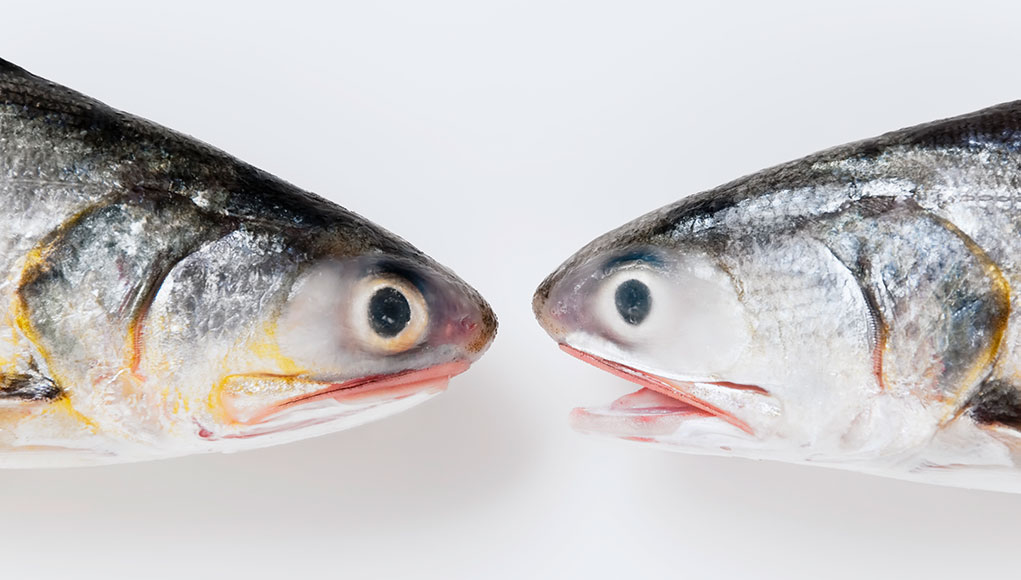 Con gli occhi di un cefalo