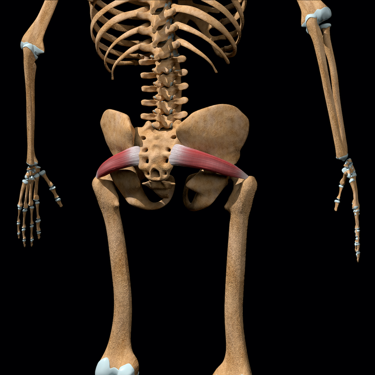 Hai la sindrome del piriforme? Prova questi esercizi - Runlovers